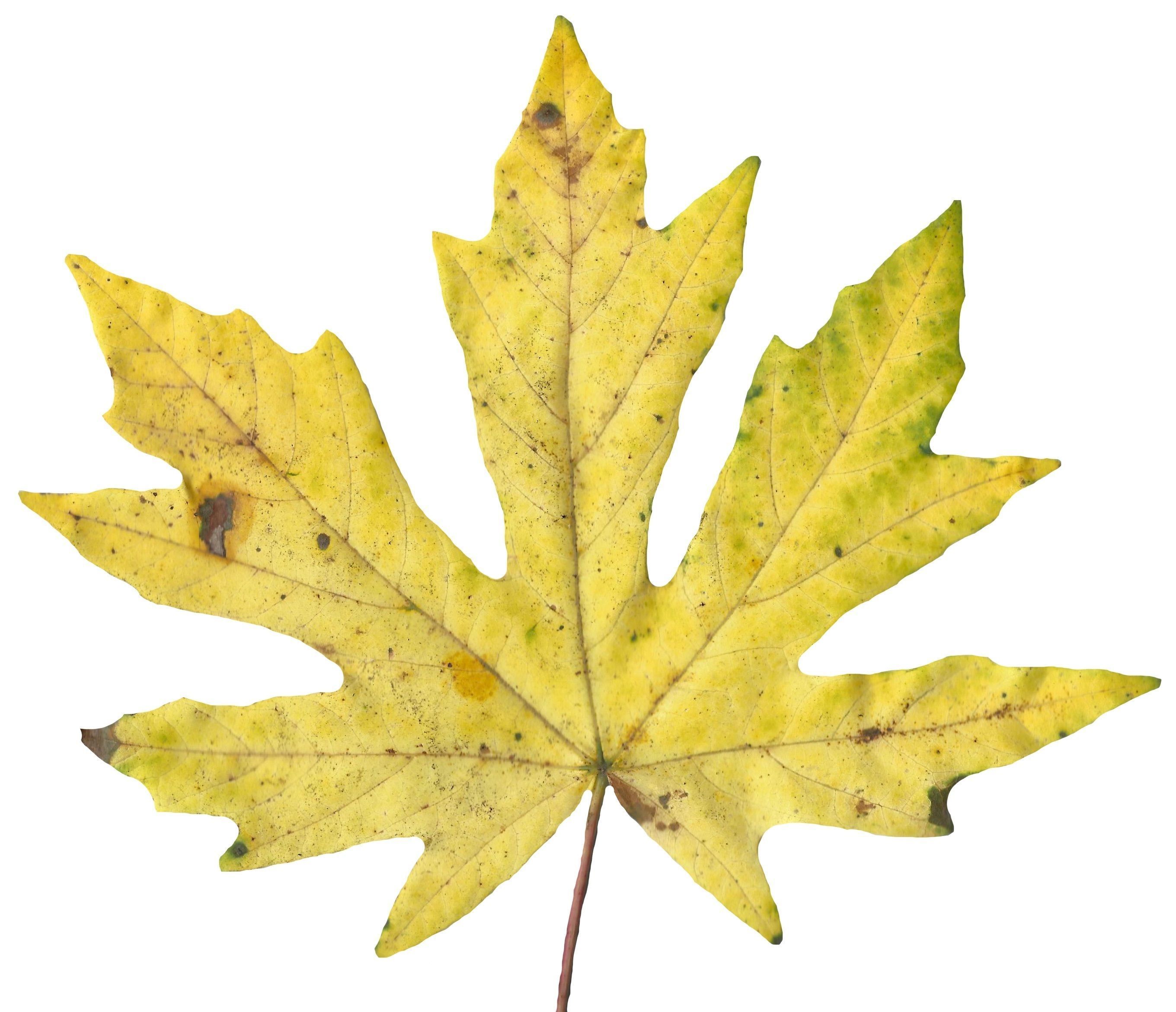 Bigleaf Maple Leaf Texture Pack - 19 Textures free Texture | CGTrader
