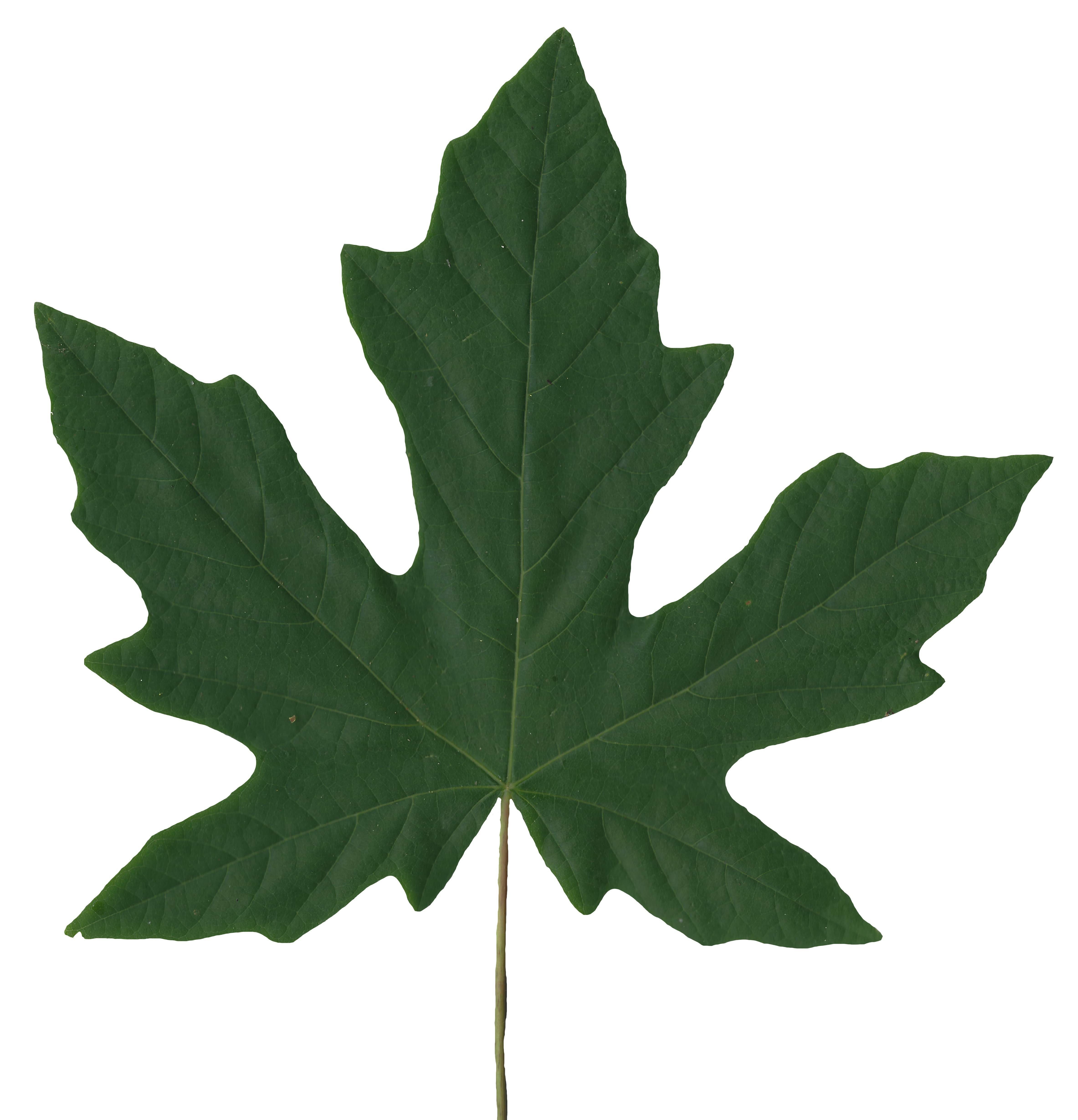 Bigleaf Maple Leaf Texture Pack - 19 Textures free Texture | CGTrader