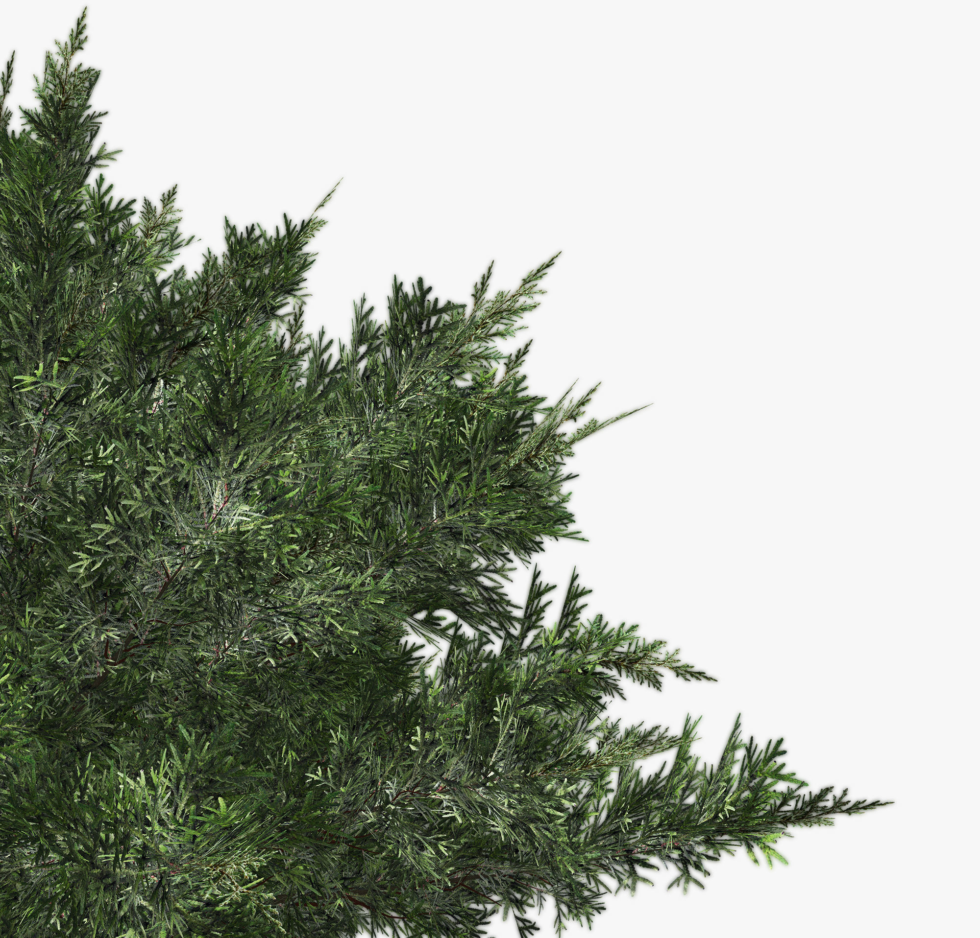 Juniper 3D model | CGTrader