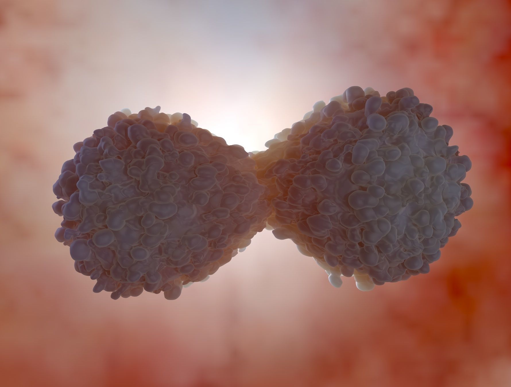 cancer cell division 3D model | CGTrader