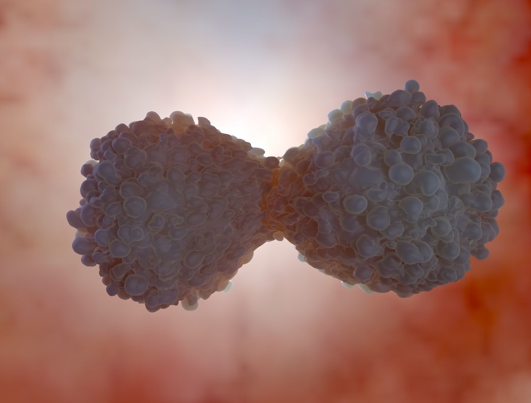 cancer cell division 3D model | CGTrader