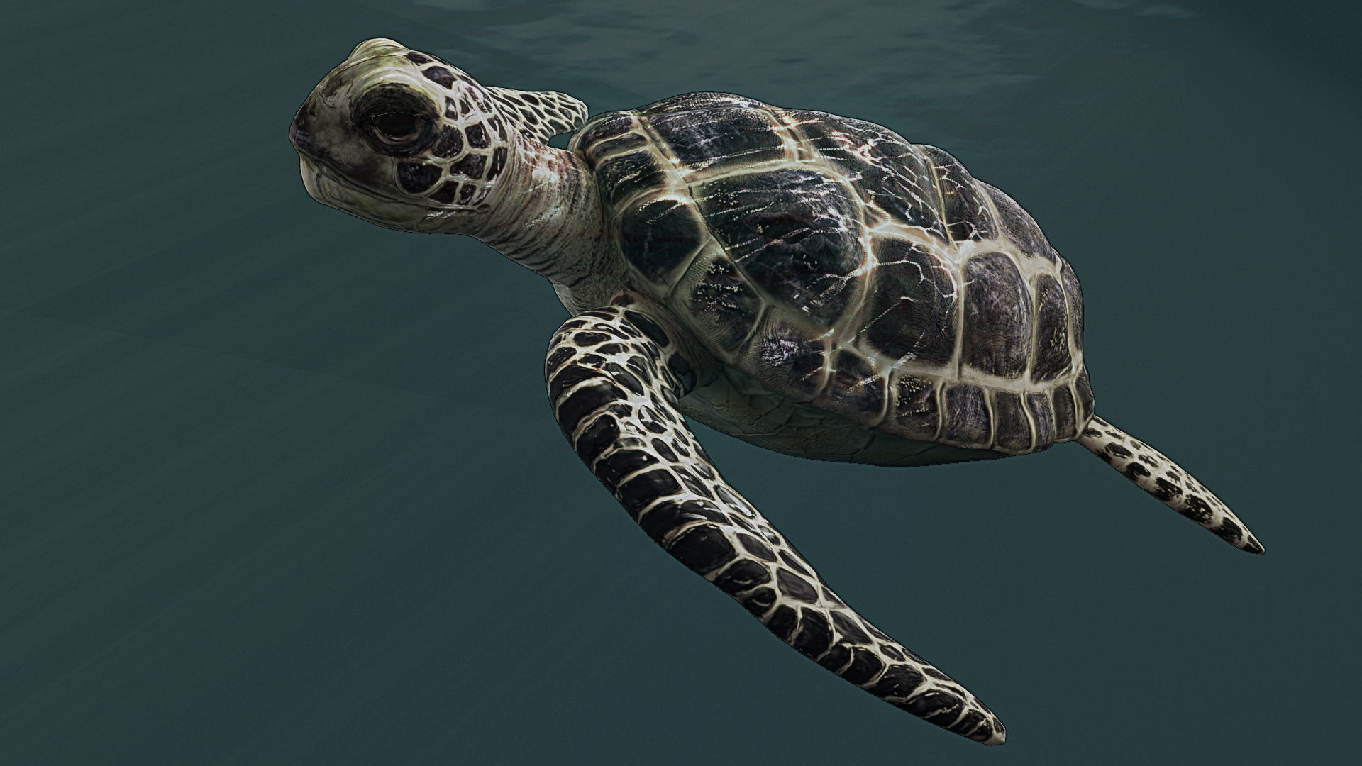 3D model 3D Model Sea Turtle VR / AR / low-poly | CGTrader