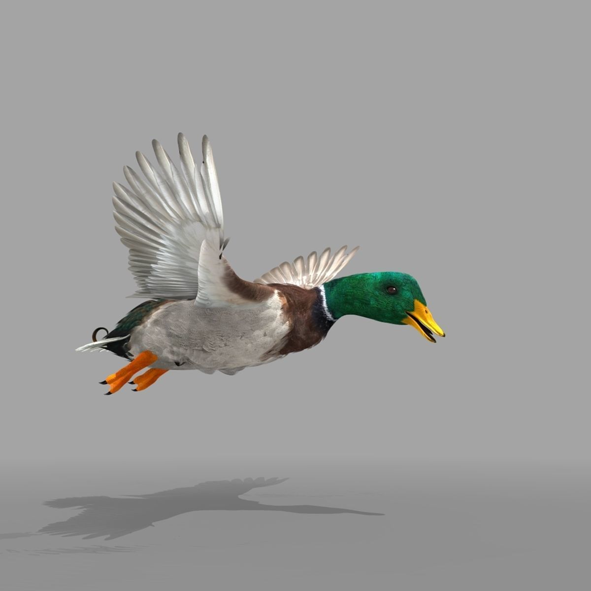 Mallard Duck 3D model animated rigged | CGTrader