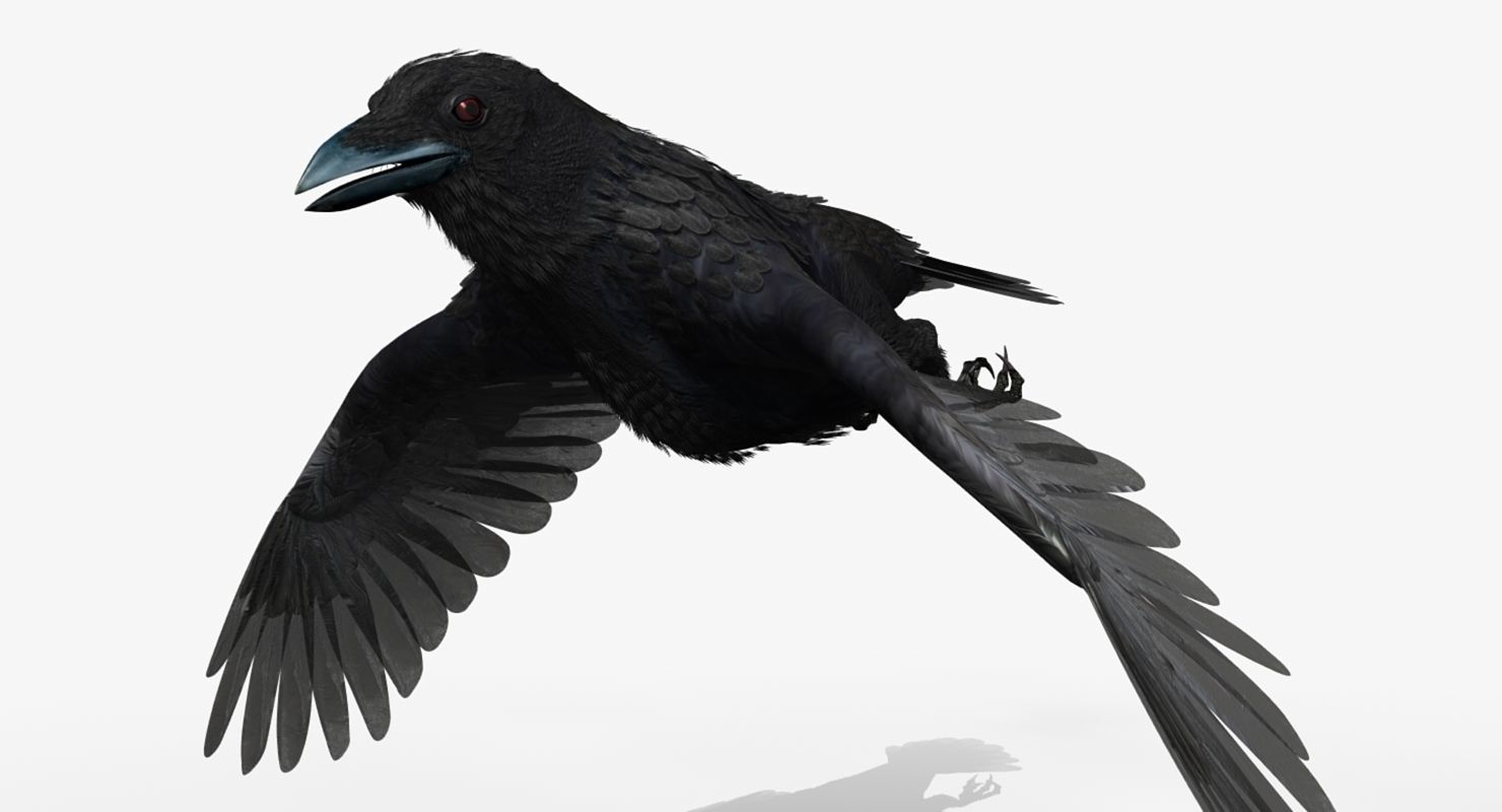 Crow - rigged - animated - Standard - PBR - VRAY Low-poly 3D model ...