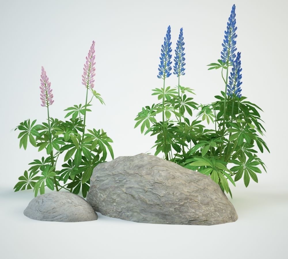 lupine composition 3D model | CGTrader