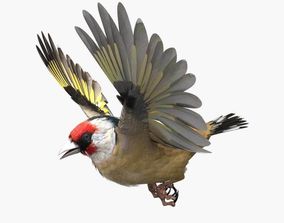 Finch 3D Models | CGTrader