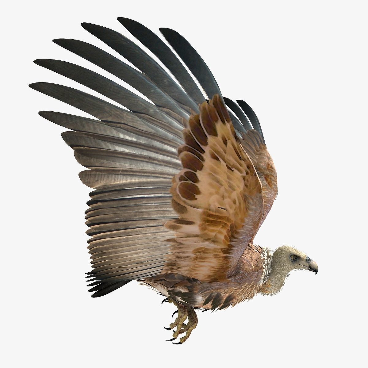 Griffon Vulture - rigged - animated 3D model animated rigged | CGTrader