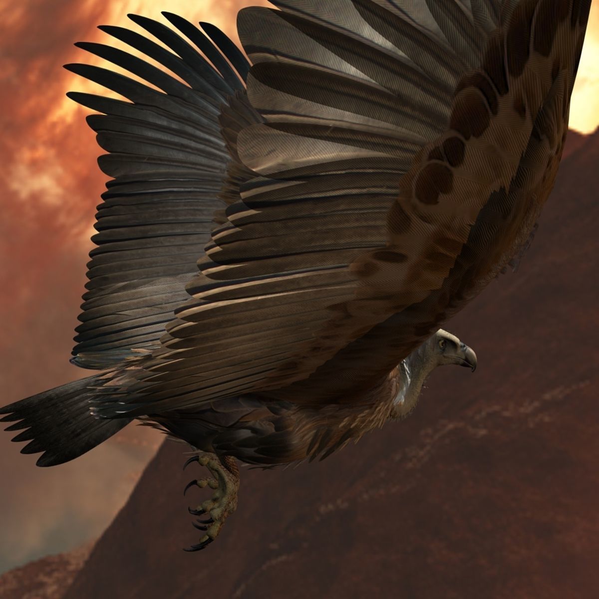Griffon Vulture - rigged - animated 3D model animated rigged | CGTrader