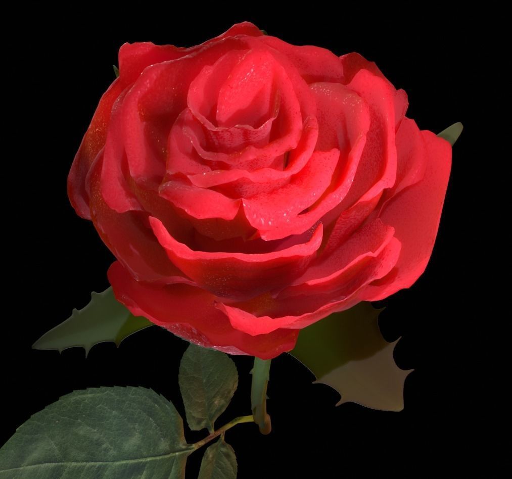 Realistic 3D Rose Flower with Blooming Rig 3D model rigged | CGTrader