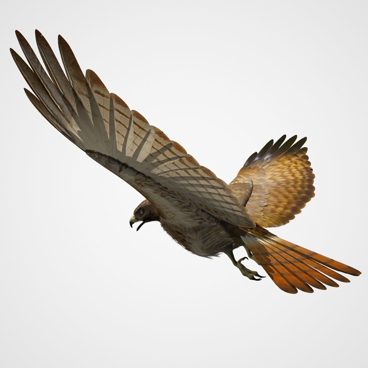 Red Tailed Hawk - rigged - animated 3D model animated rigged | CGTrader