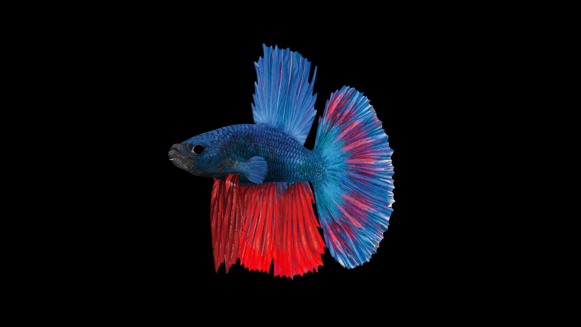 animated BETTA FISH ANIMATION HIGHT POLY MODEL | CGTrader