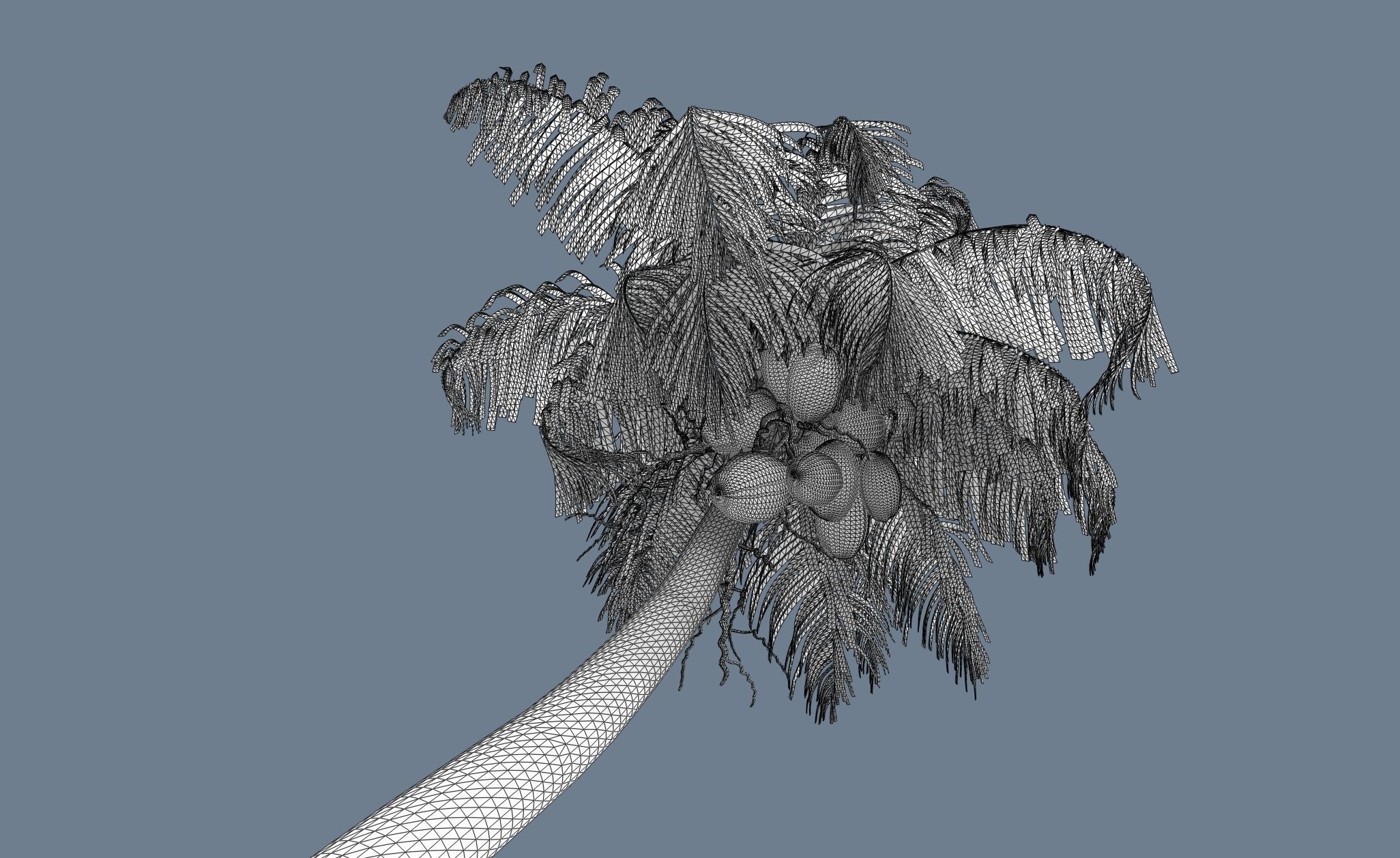 Loop Wind Coconut Palm tree free 3D model animated rigged | CGTrader