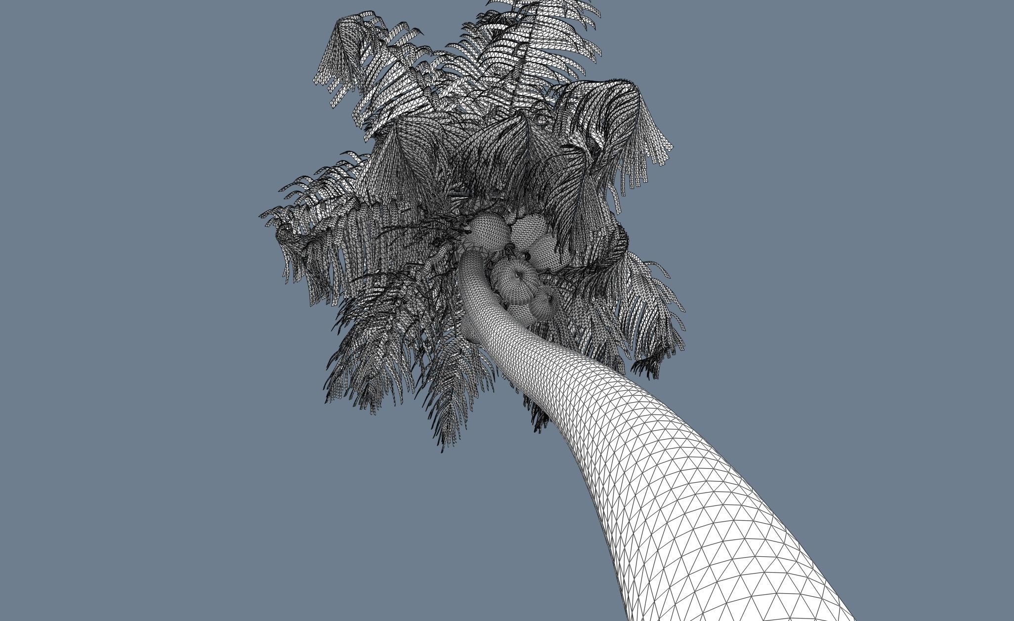 Loop Wind Coconut Palm tree free 3D model animated rigged | CGTrader