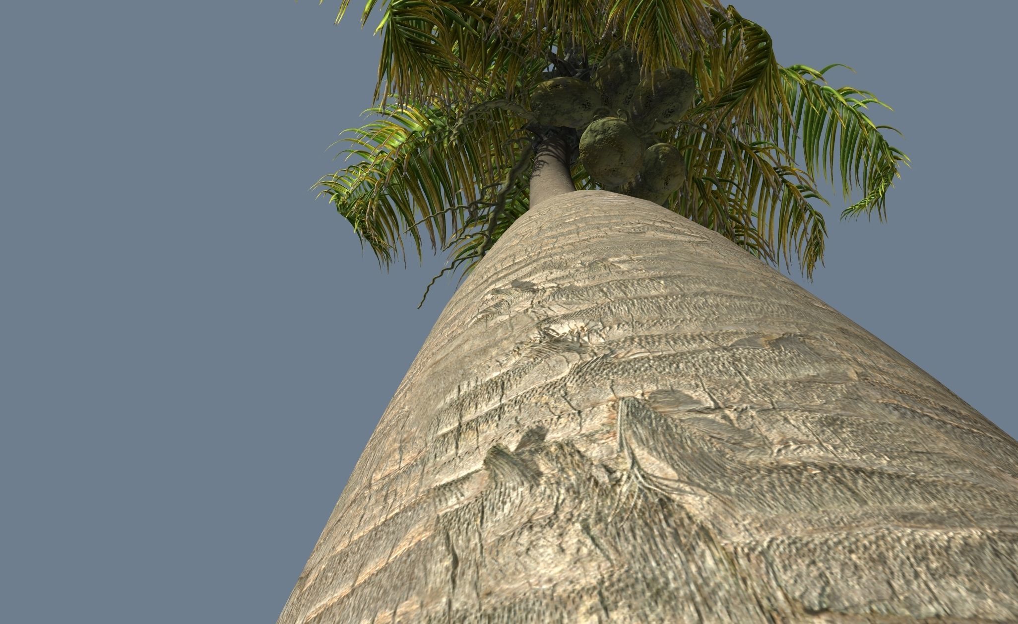 Loop Wind Coconut Palm tree free 3D model animated rigged | CGTrader