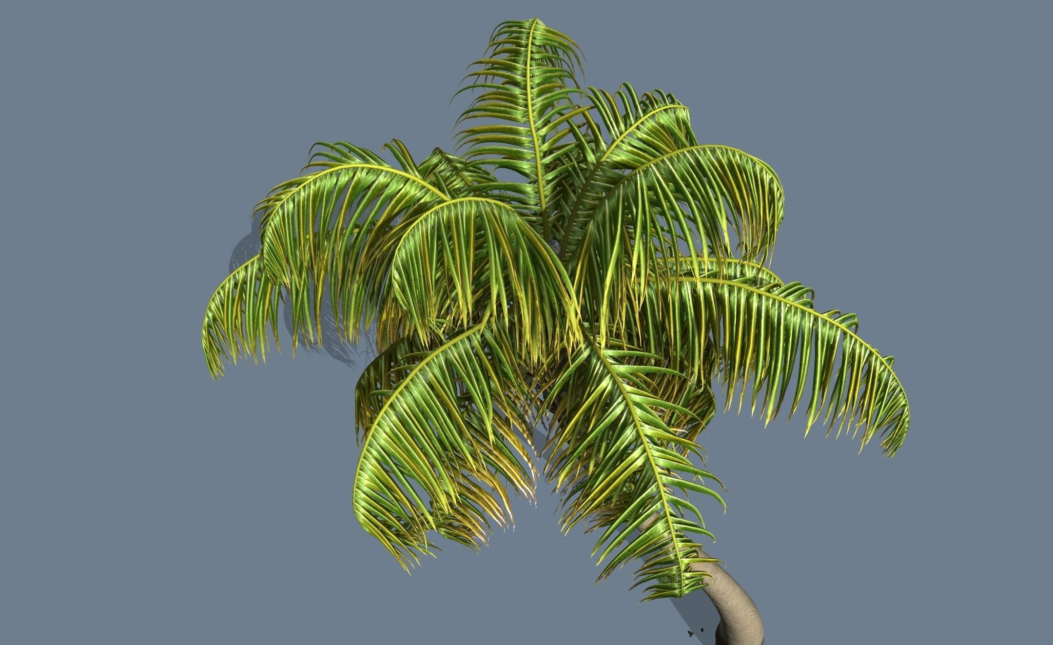 Loop Wind Coconut Palm tree free 3D model animated rigged | CGTrader