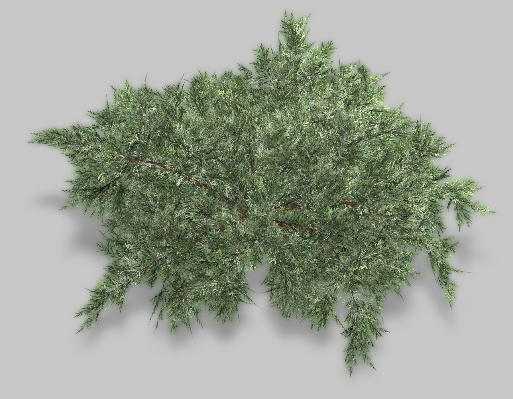 Juniper 3D model | CGTrader