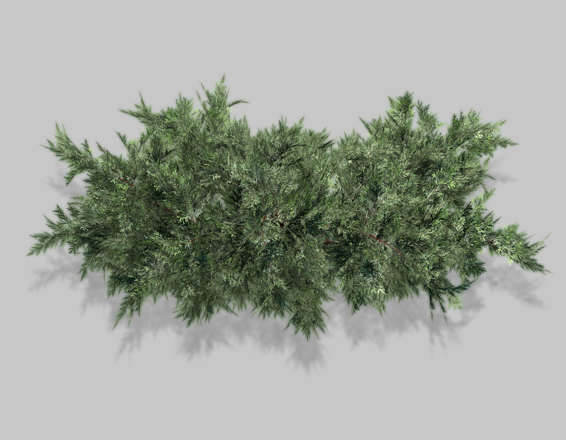 Juniper 3D model | CGTrader