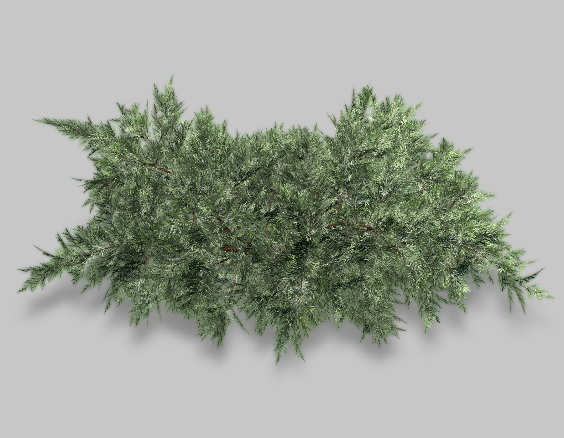 Juniper 3D model | CGTrader