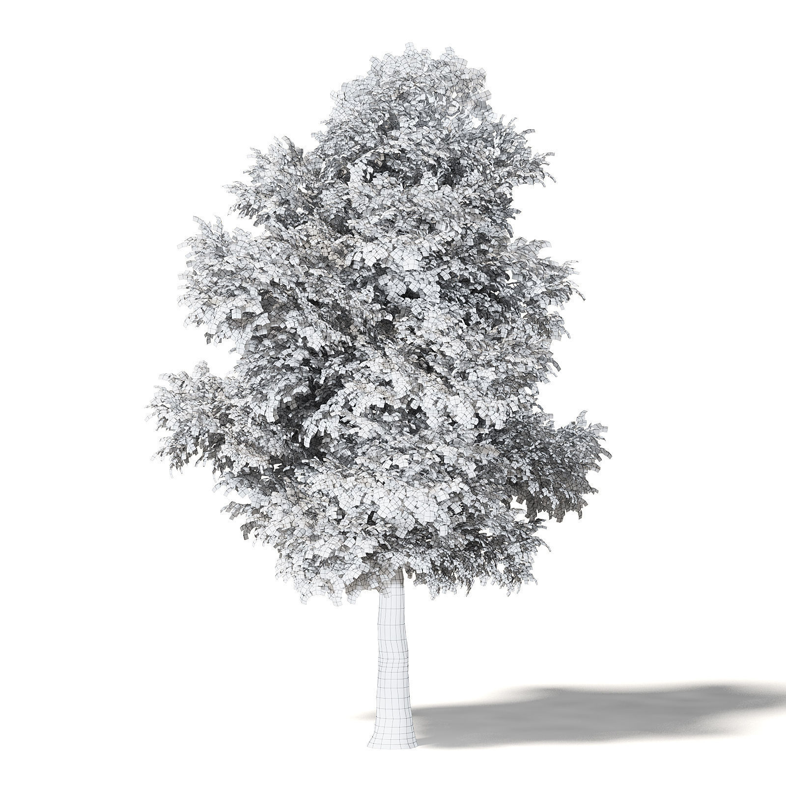 Field Maple 3D Model 12m 3D model | CGTrader