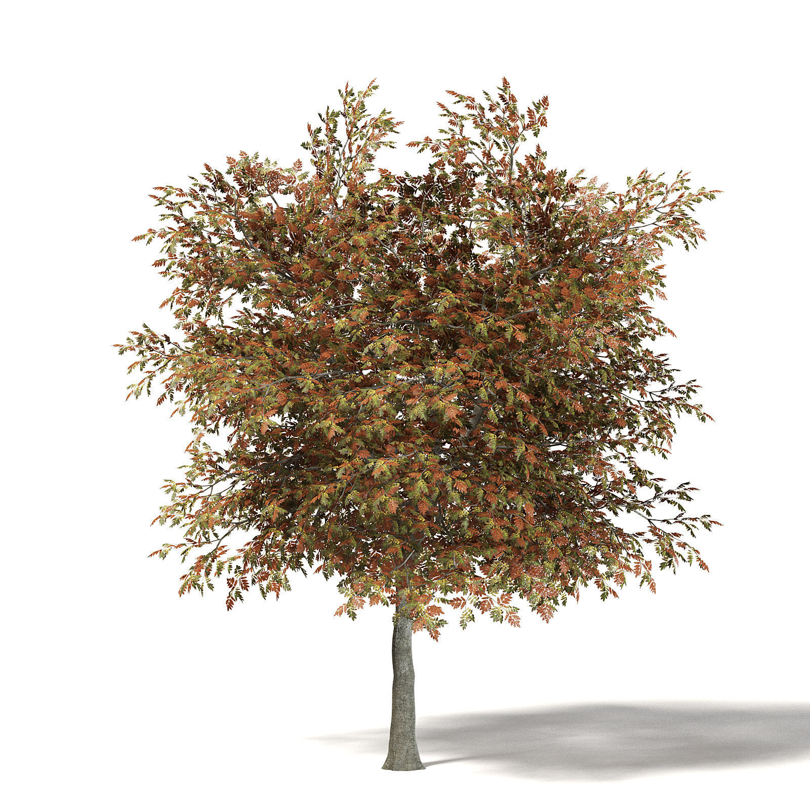 Mountain Ash 3D Model 7m 3D model | CGTrader