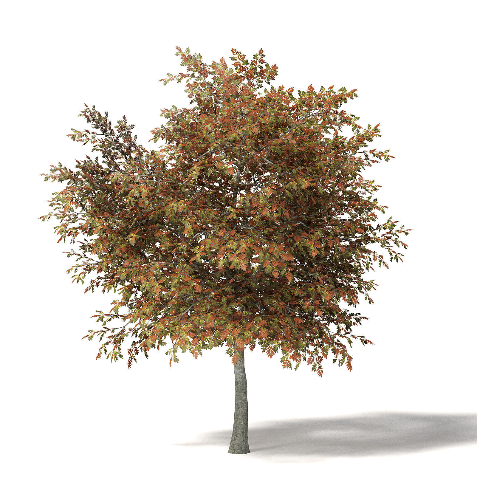 Mountain Ash 3D Model 7m 3D model | CGTrader