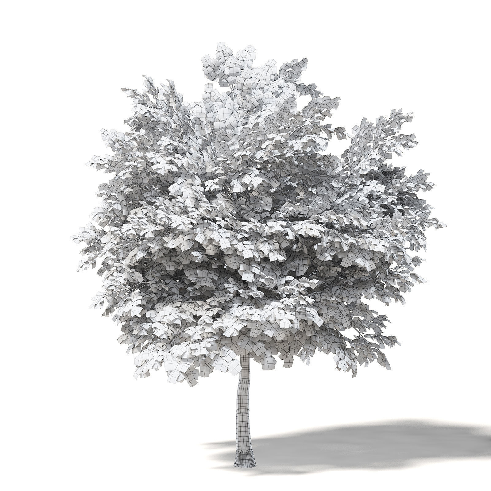 Mountain Ash 3D Model 7m 3D model | CGTrader