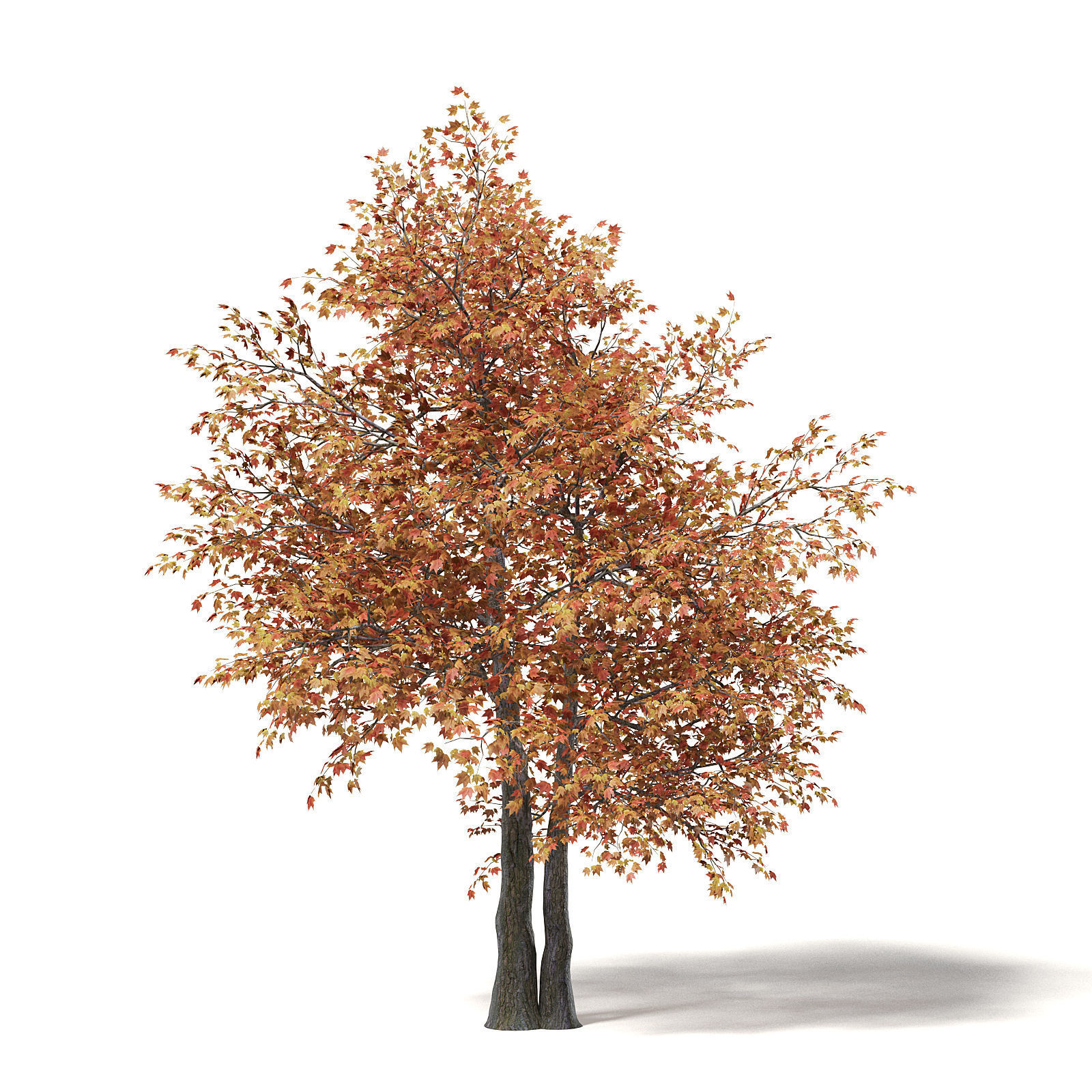 Sugar Maple 3D Model 7m 3D model | CGTrader