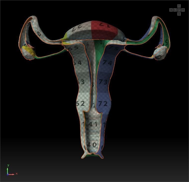 Female Reproductive System Section 3D model | CGTrader