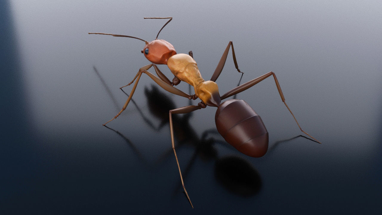 3D model Ant 3D Rig VR / AR / low-poly | CGTrader