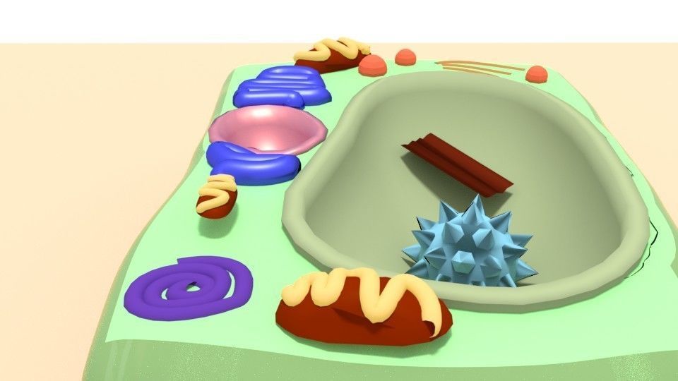 Plant cell 3D model | CGTrader