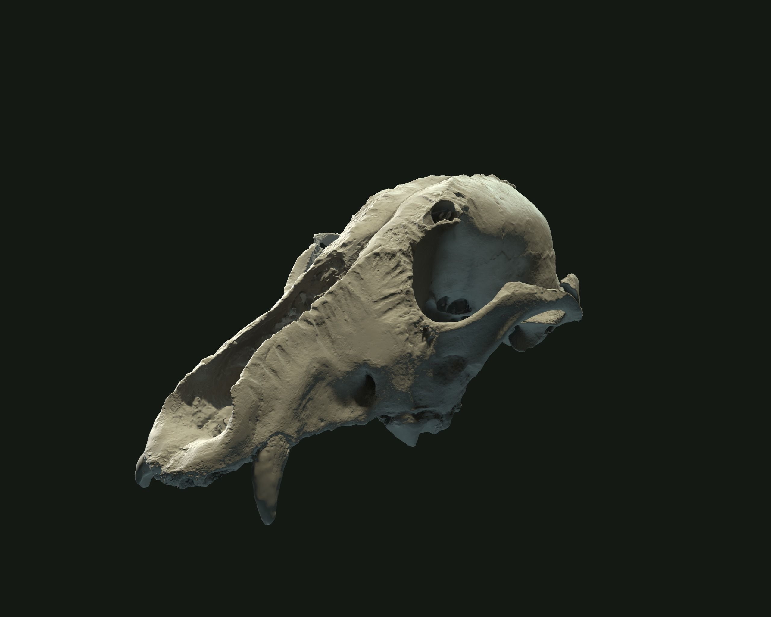 3D model Deadly Skull 02 VR / AR / low-poly | CGTrader