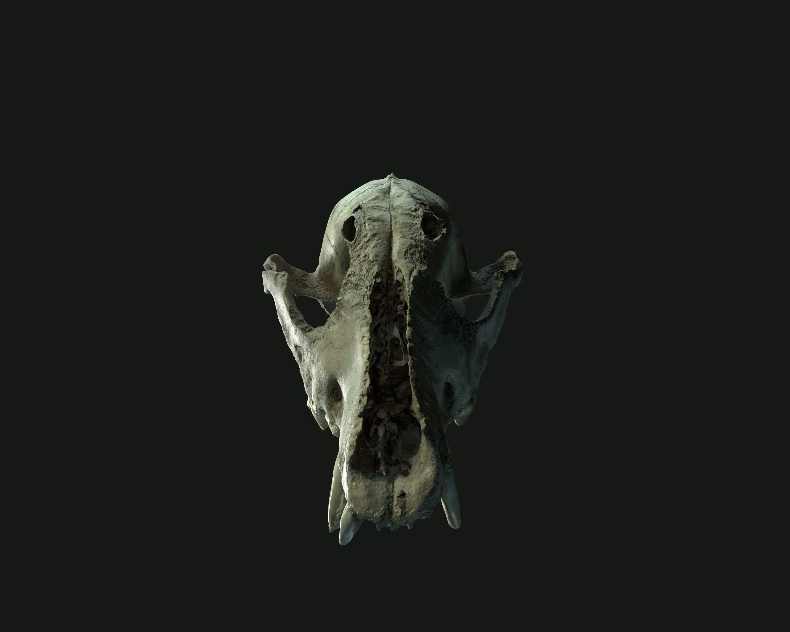 3D model Deadly Skull 02 VR / AR / low-poly | CGTrader
