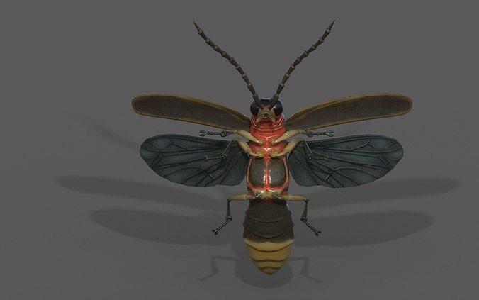 Firefly 3D model | CGTrader