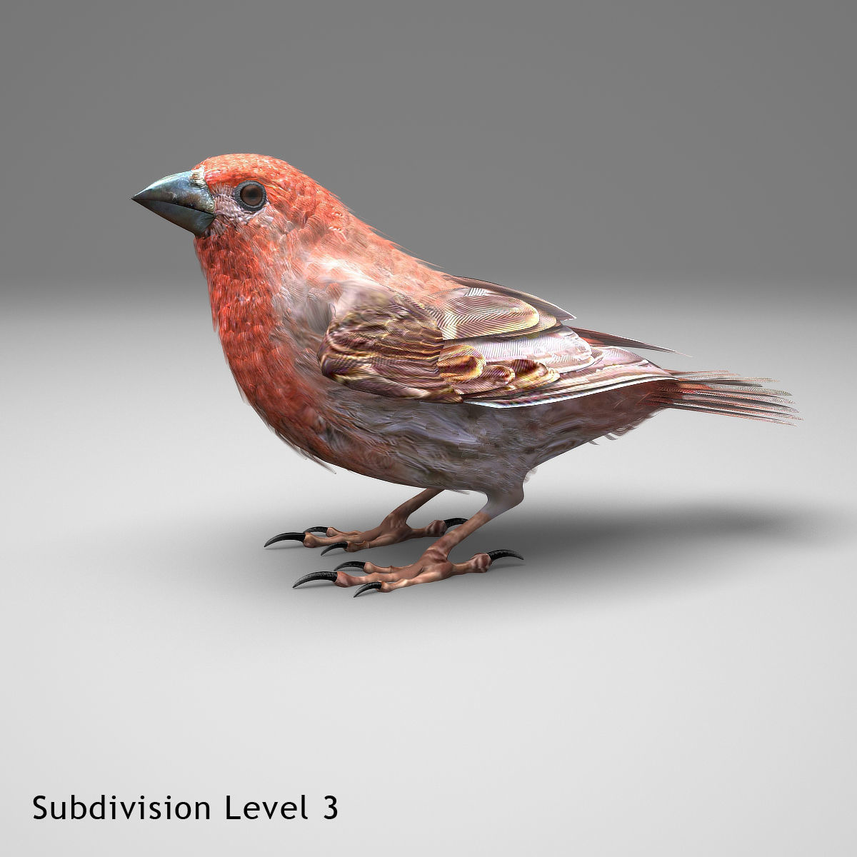 3D model House finch - rigged - animated - Standard PBR VRAY VR / AR ...