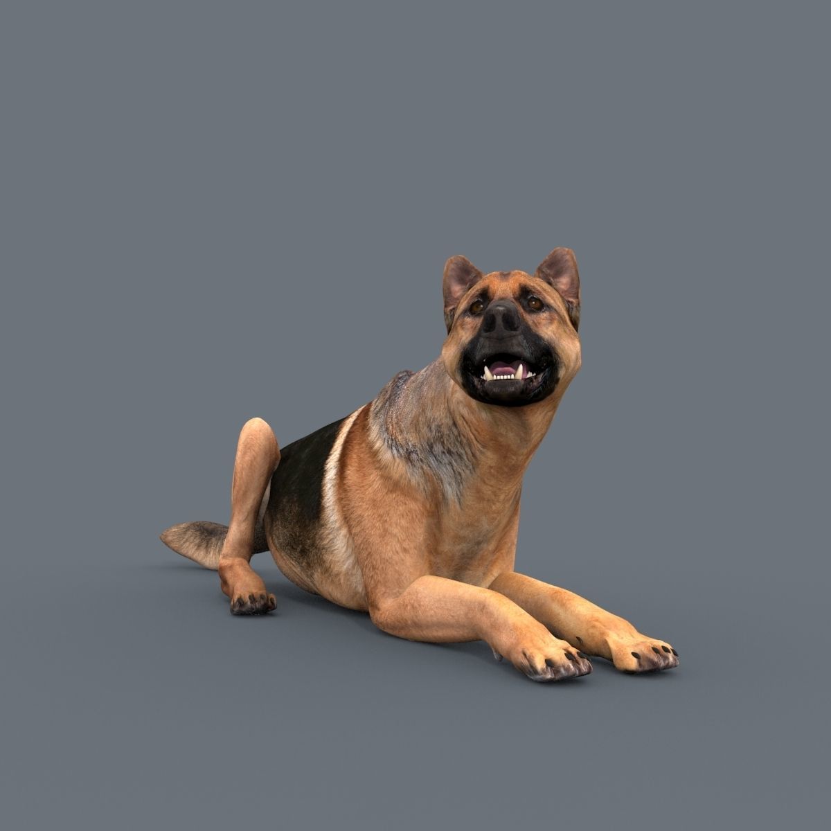 3D model My Dog - 3d animated dog model VR / AR / low-poly rigged ...