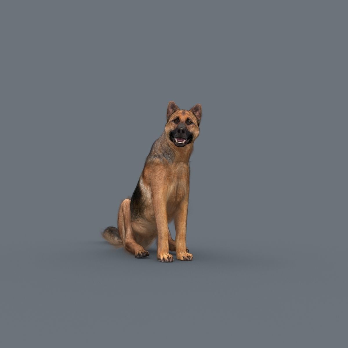 3D model My Dog - 3d animated dog model VR / AR / low-poly rigged ...