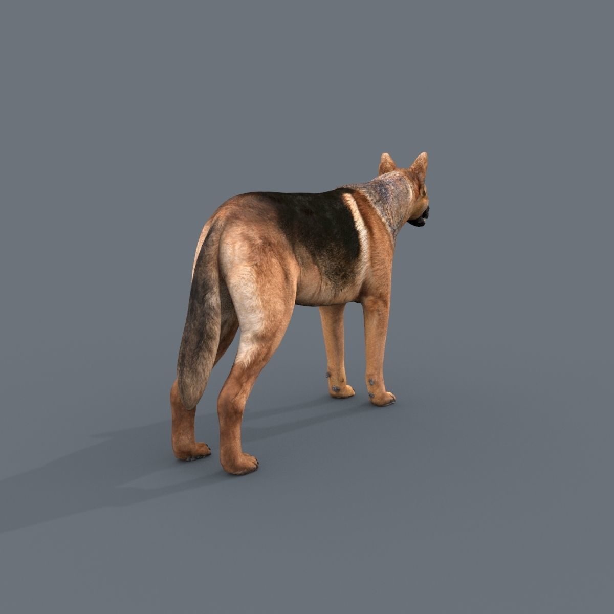 3D model My Dog - 3d animated dog model VR / AR / low-poly rigged ...