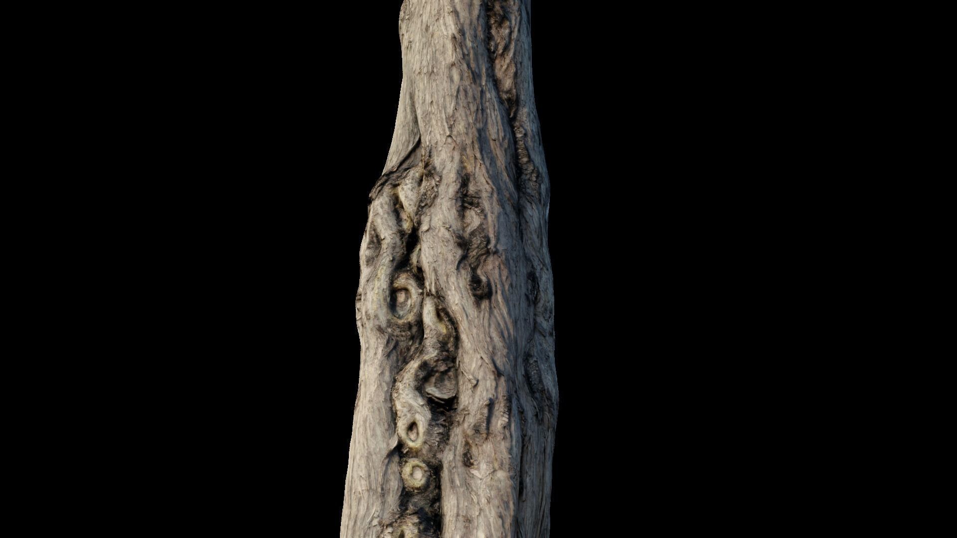 Photoreal 3D tree scan retopologized 3D model | CGTrader