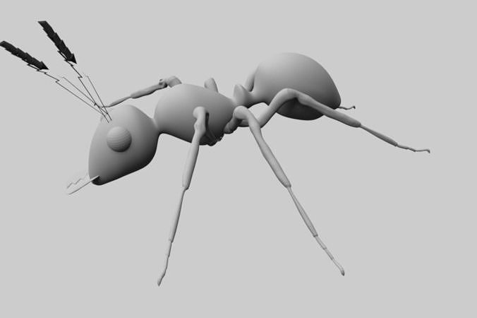 3D model Ant 3D model VR / AR / low-poly | CGTrader
