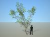 Trees - Pack 1 3D model | CGTrader