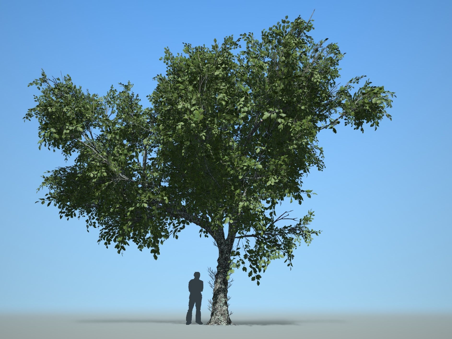 Trees - Pack 1 3D model | CGTrader
