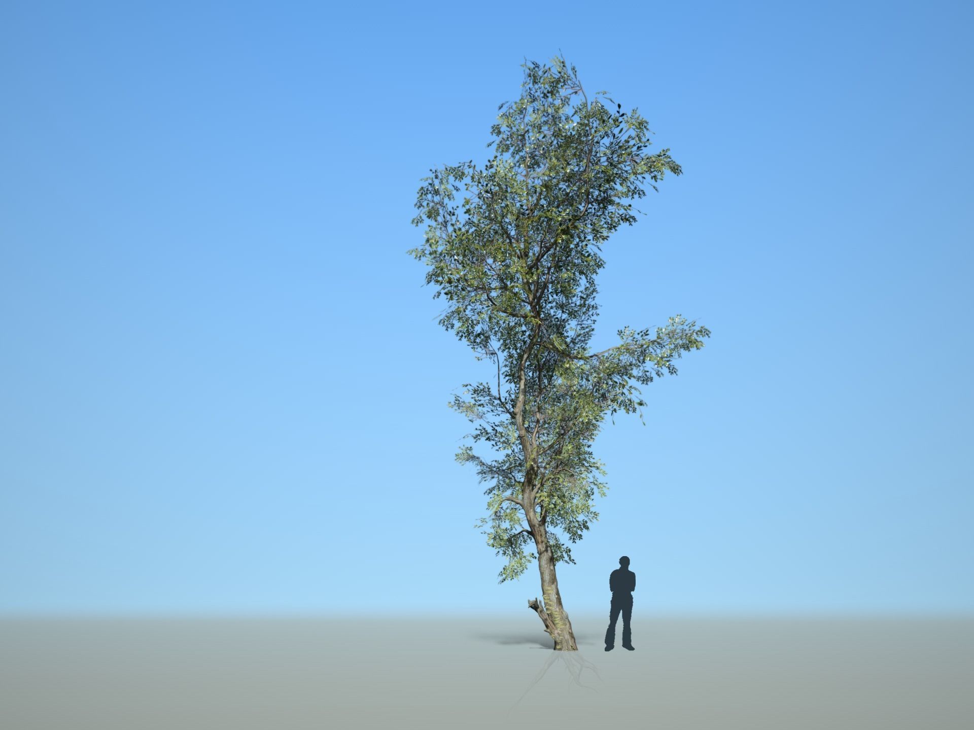 Trees - Pack 1 3D model | CGTrader