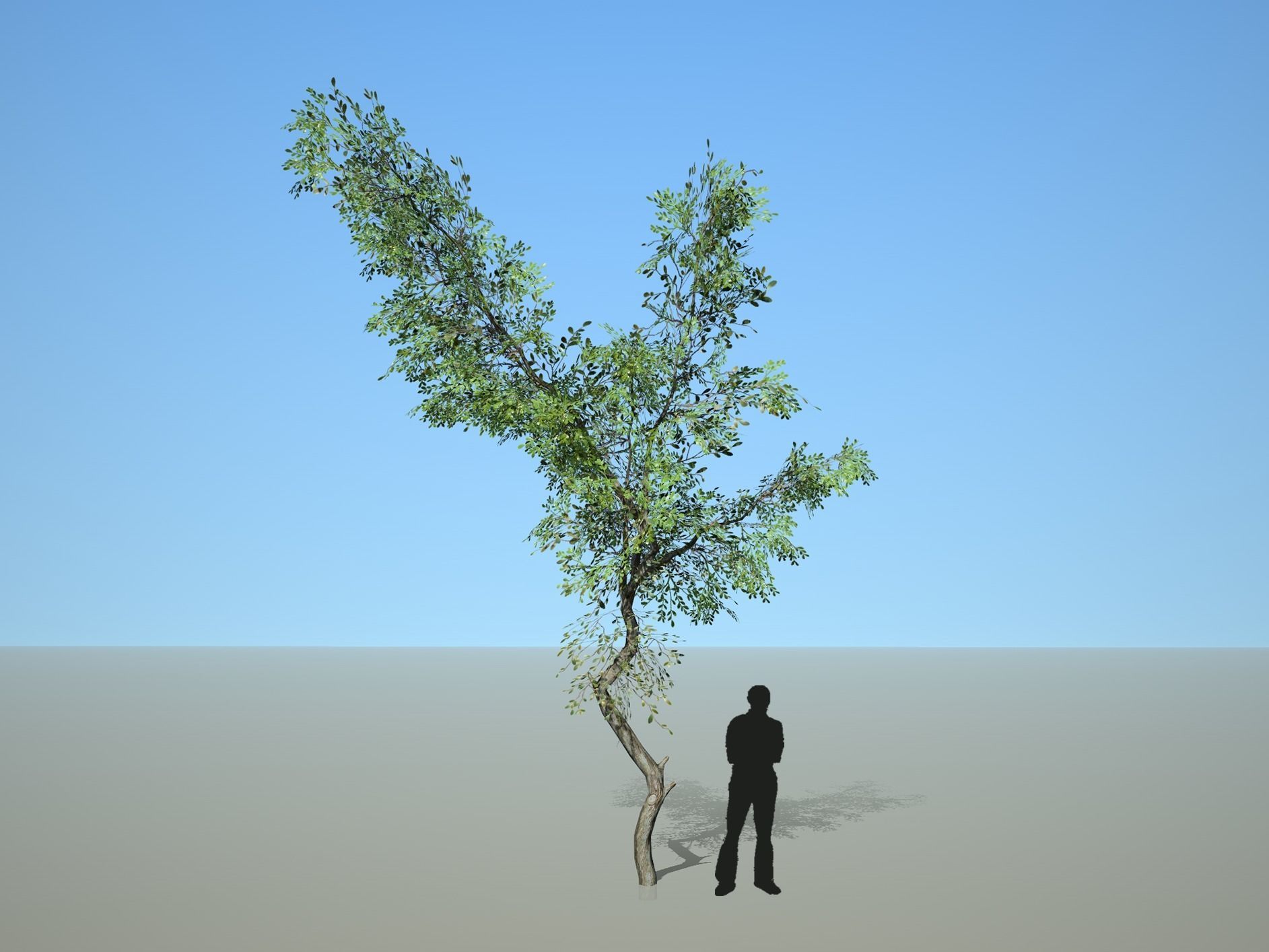 Trees - Pack 1 3D model | CGTrader