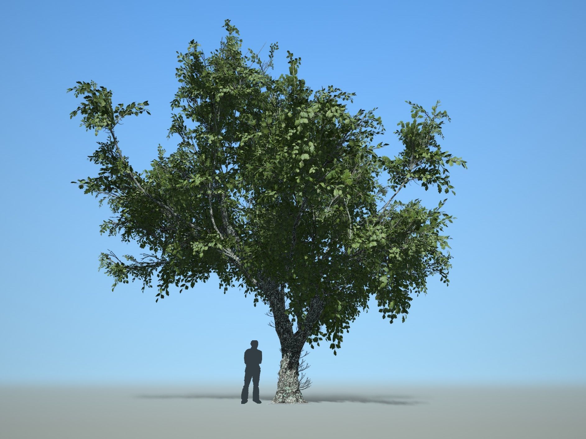 Trees - Pack 1 3D model | CGTrader