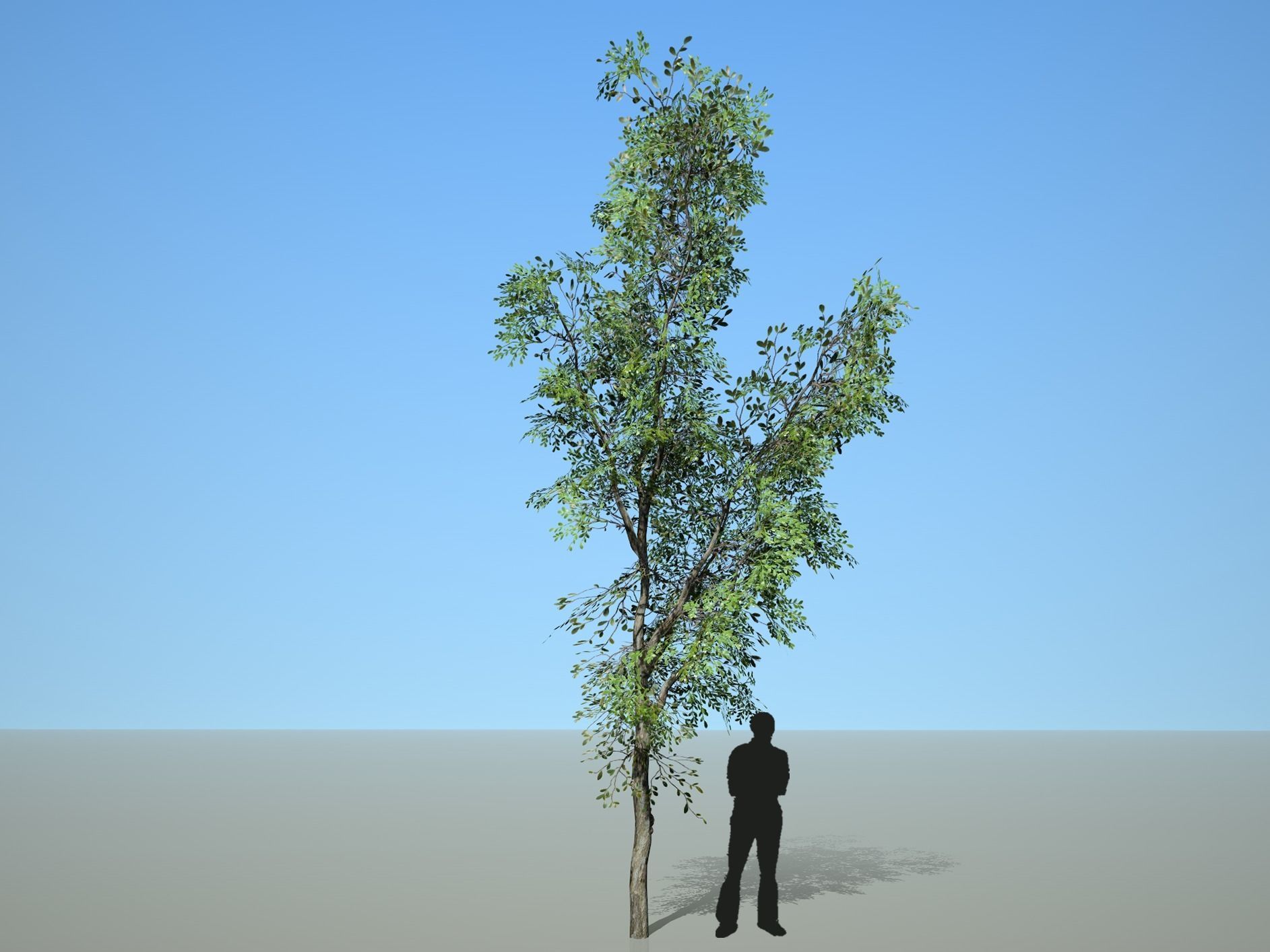 Trees - Pack 1 3D model | CGTrader