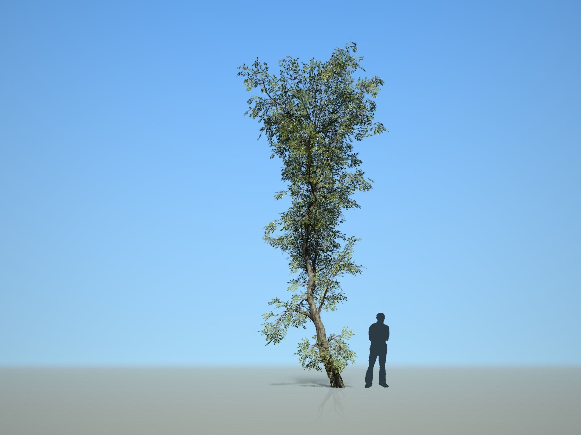 Trees - Pack 1 3D model | CGTrader