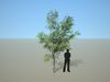 Trees - Pack 1 3D model | CGTrader