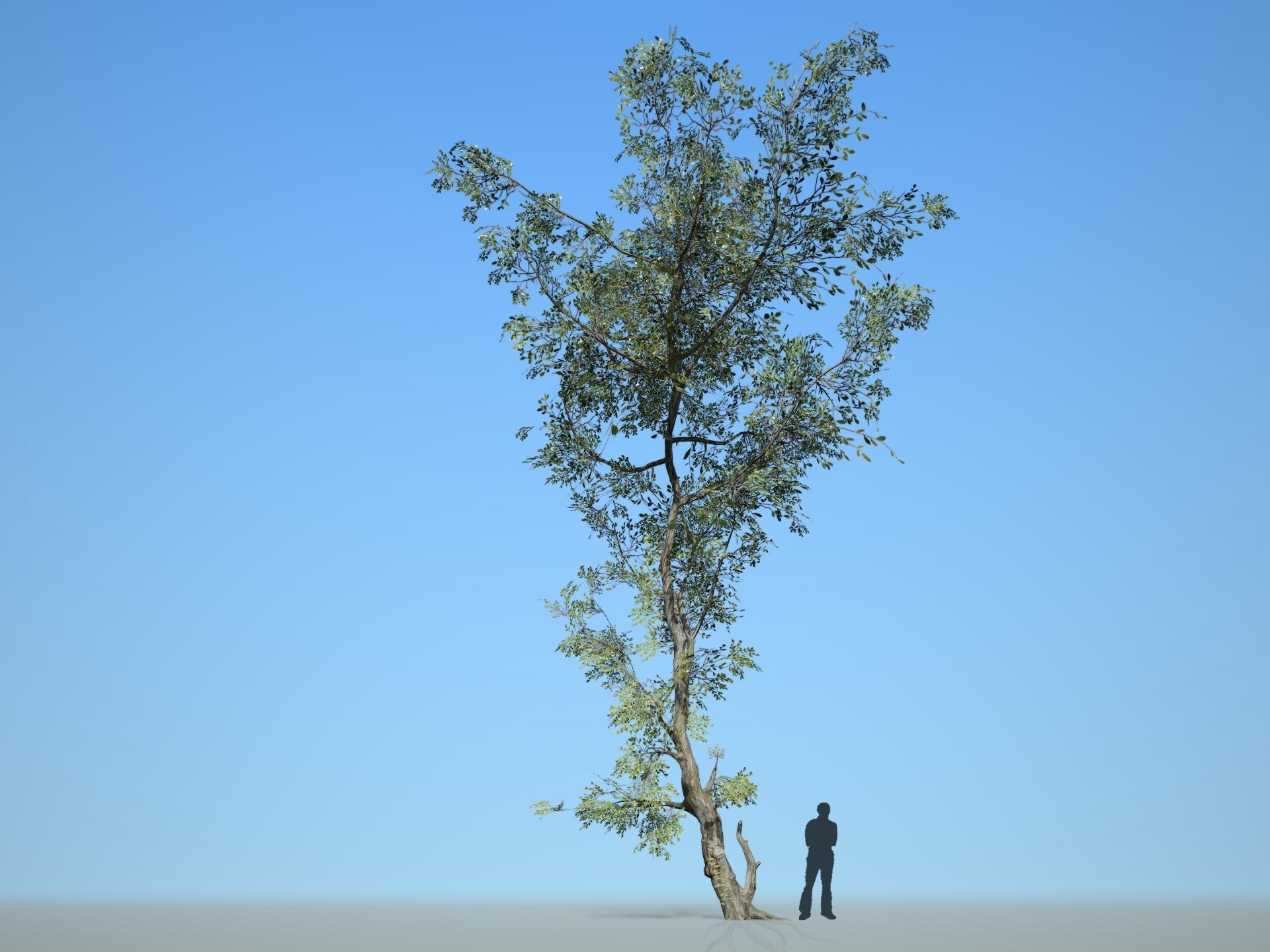Trees - Pack 1 3D model | CGTrader