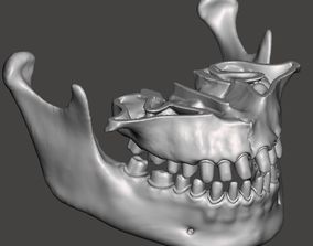 Maxillary 3D Printing Models | CGTrader