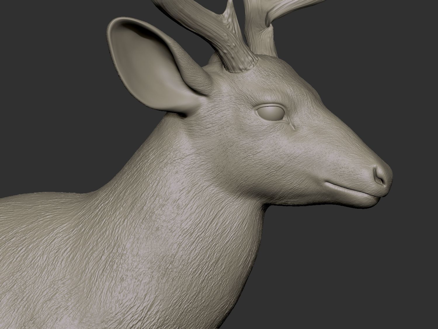 Mule deer hires 3D model | CGTrader